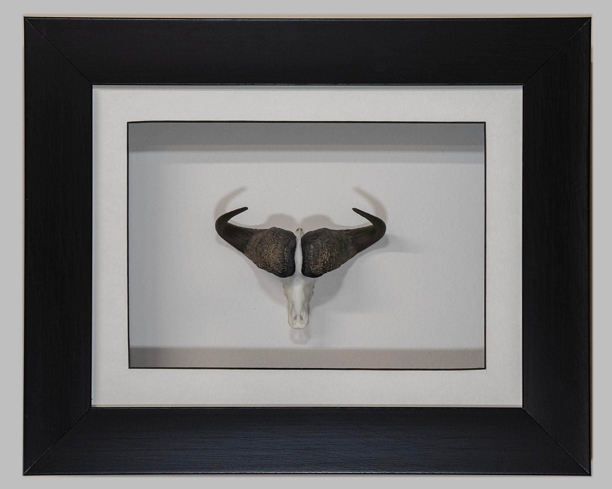 Framed Buffalo Skullie | Skullies