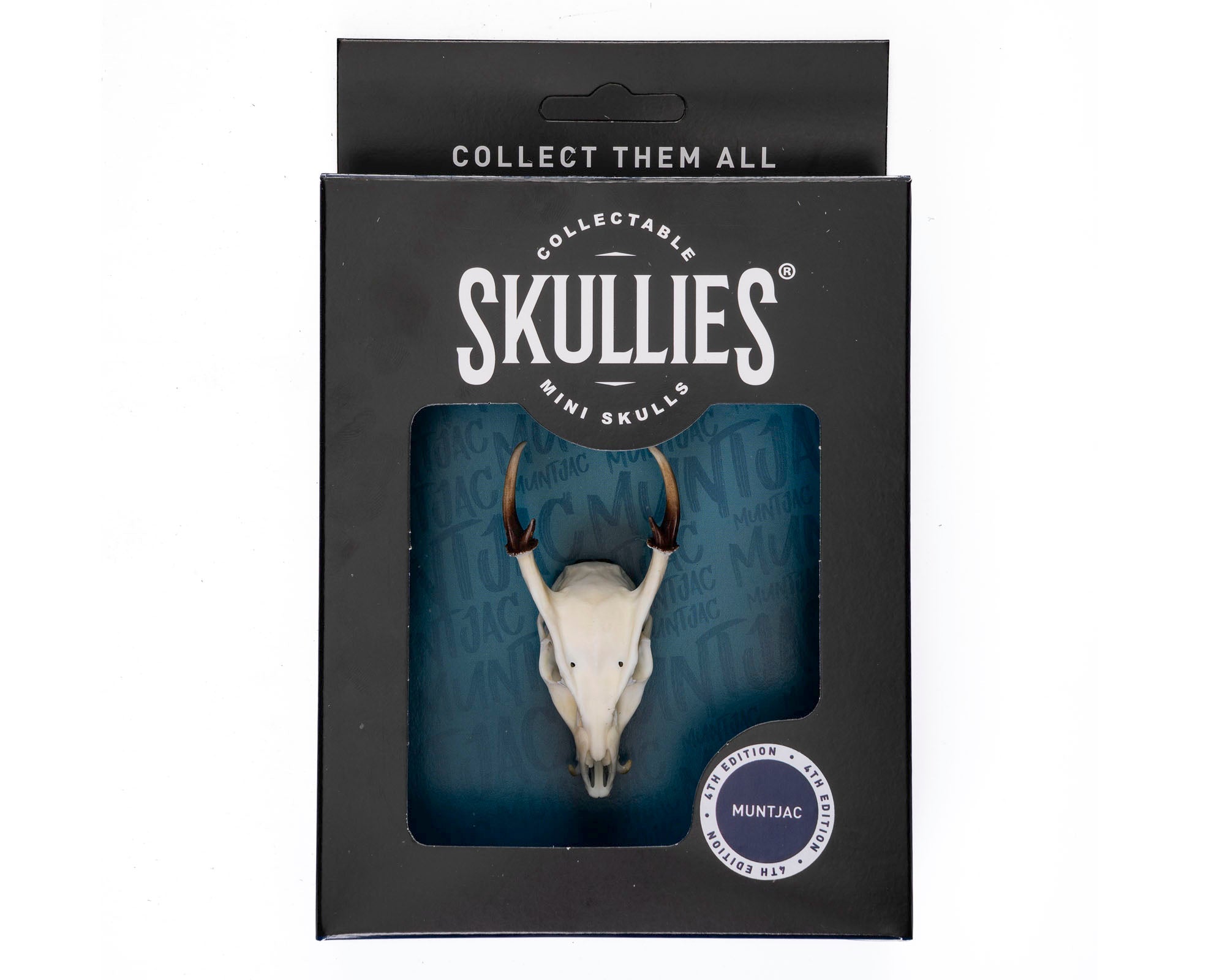 Miniature Muntjac Skull Replica | Barking Deer Collectible | Skullies